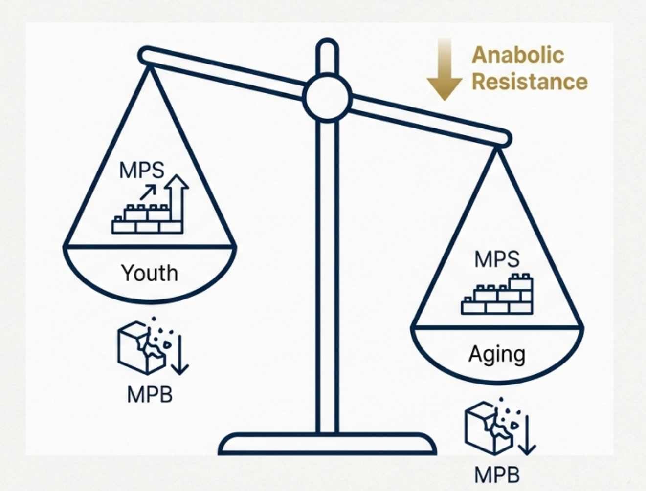 Anabolic Resistance: Why Muscle Gains Change With Age – MaxWell Nutrition